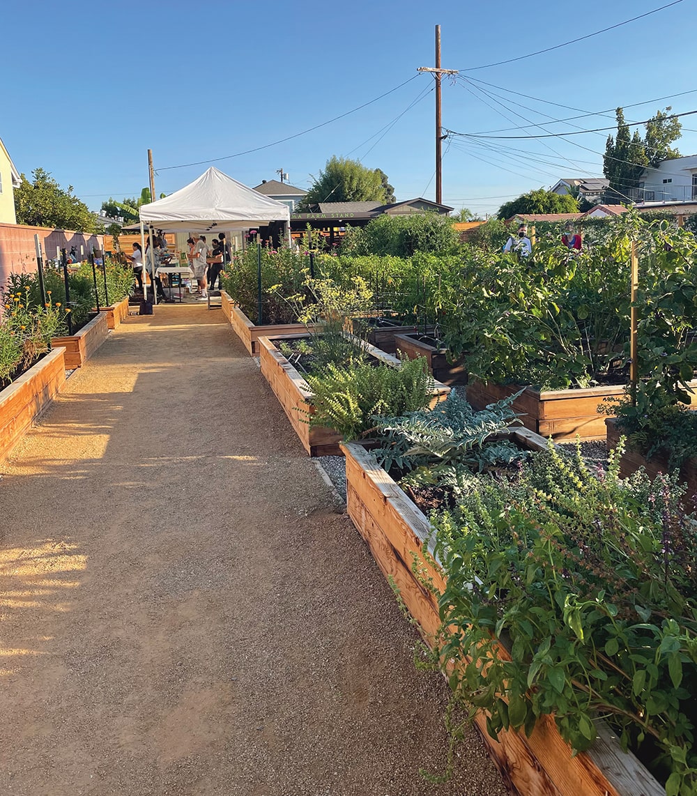 Alma Backyard Farms. (photo: Sanam Lamborn)