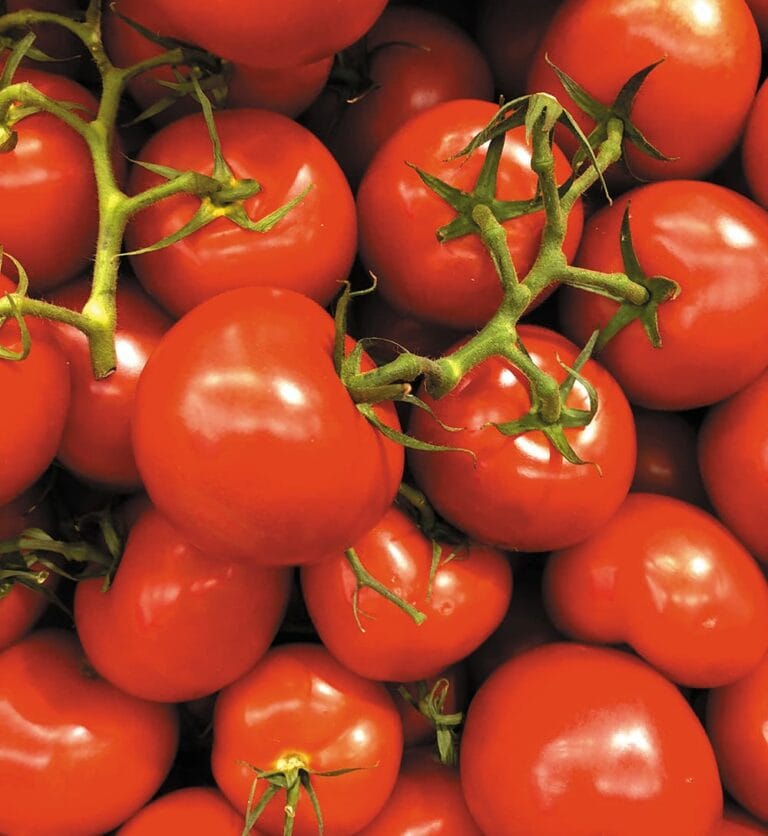 Home & Garden: Let’s Talk Tomatoes