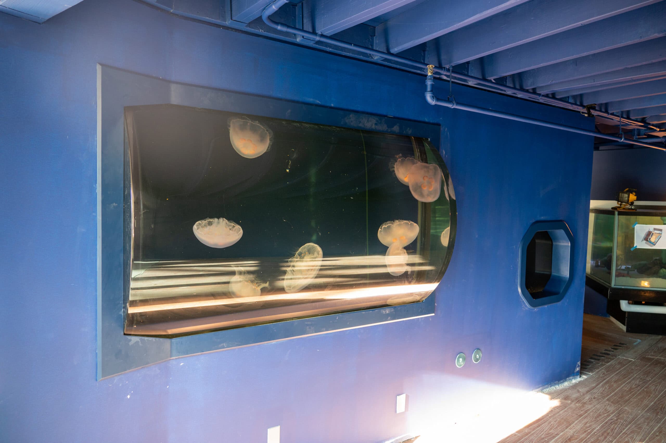 Cabrillo Marine Aquarium Marks 90 Years with Grand Reopening on April ...
